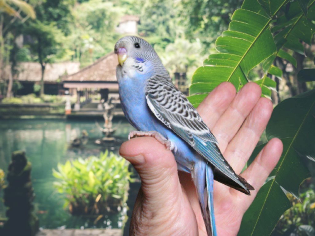 Periquito Australiano Azul - Loja Aves Mansas