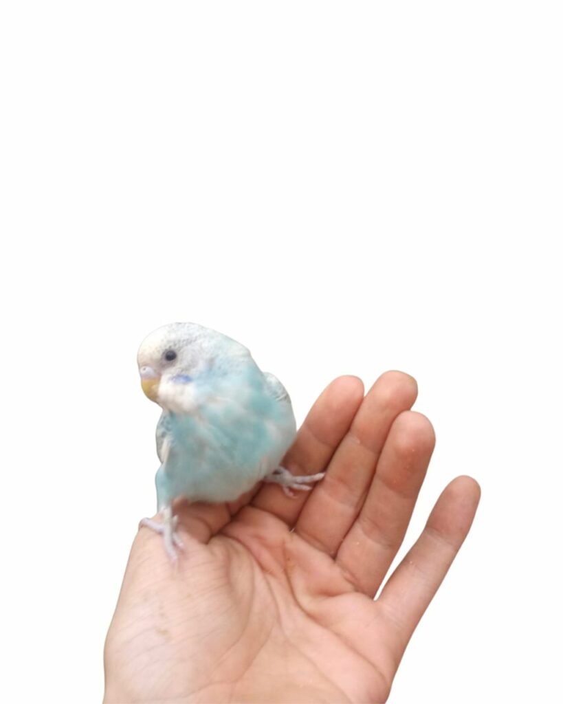 Periquito Australiano Azul Claro Macho - Loja Aves Mansas